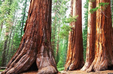 Jennifer S Blog The Redwood Tree