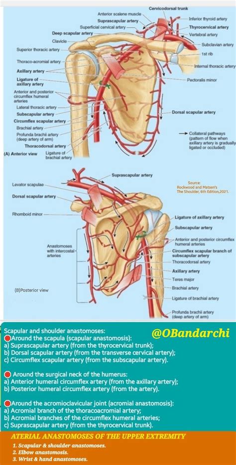 Dr OMID BANDARCHI M D On Twitter Arterial Anastomoses Of Upper