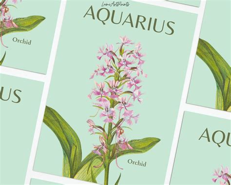 Aquarius Star Sign Flower Print January Birth Flower Drawing Orchid