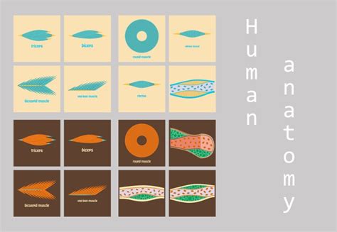 Types Of Muscle Tissue Human Body Diagram Vector Image