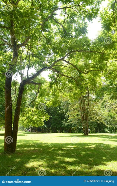 Green Grass And Tree Stock Image Image Of Meadaw Lawn 40553771