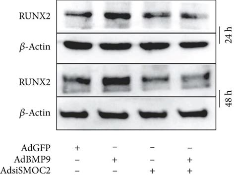 The Effect Of Smoc On Bmp Induced Early Osteogenic Marker Levels A