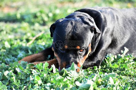 跑在绿色领域的罗威纳犬高清图片下载 正版图片504387681 摄图网