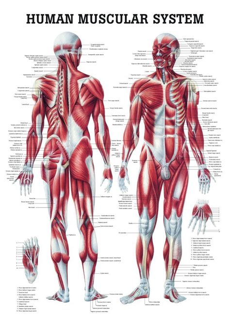 The Human Muscular System Laminated Anatomy Chart Human Muscular