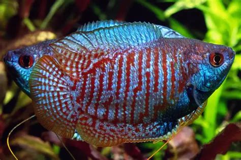 Honey Dwarf Gourami
