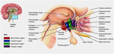 Hypothalamus Functions Hypothalamus Hormones And Disorders