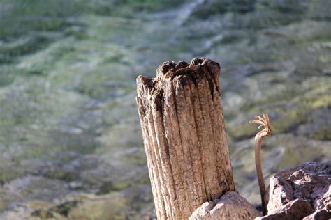Gratis billeder landskab træ vand natur klippe ødemark blad