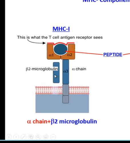 Immuno Mhc Flashcards Quizlet