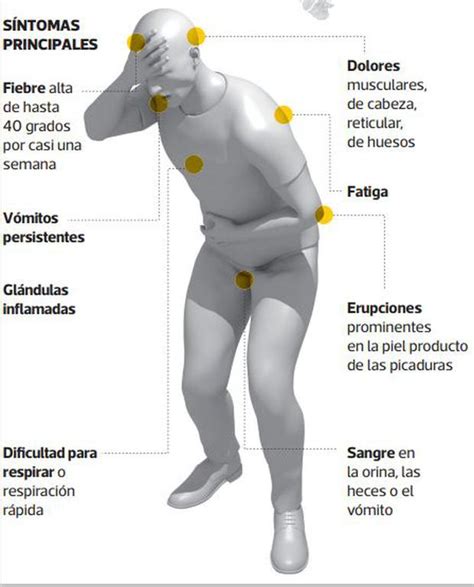 Casos De Dengue En El Per Ltimo Reporte De Muertes C Mo Detectar