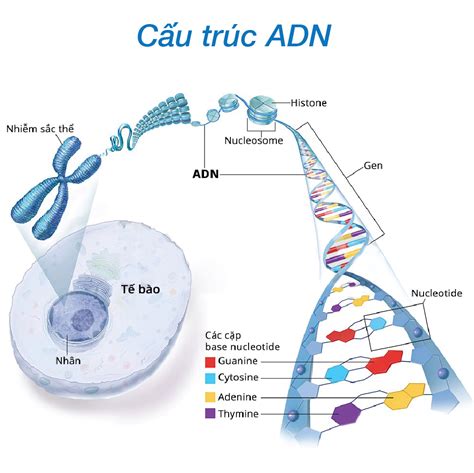 Trong quá trình nhân đôi của phân tử ADN Khám phá chi tiết và sâu sắc