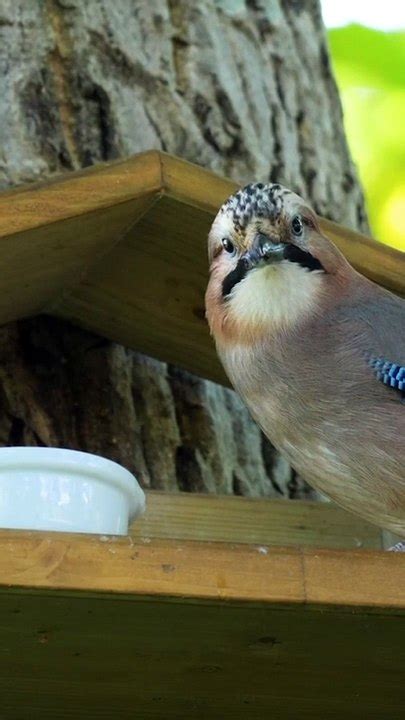 SUITE COMMENT AIDER LES OISEAUX À SINSTALLER AU JARDIN Vidéo