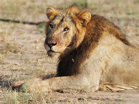 Akagera National Park Wildlife Safari Tour Rwanda Safaris