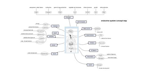 Endocrine System Mind Map Buickcafe