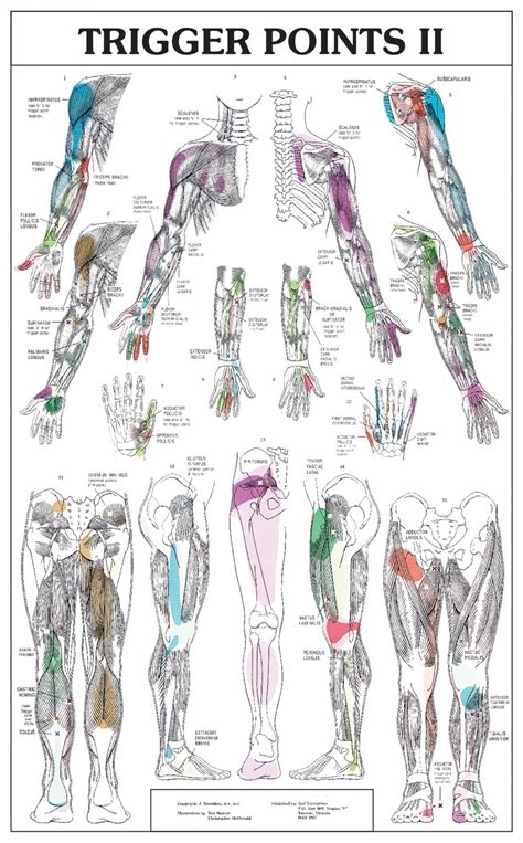 Trigger Points Chart Parts Soft Lamination Prime Trigger Points