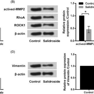 Salidroside Inhibited The Migration And Invasion Of A Cells A