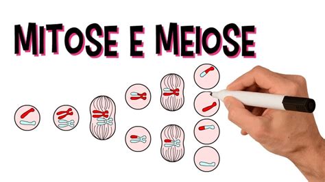 Biologia Diferen As Entre Mitose E Meiose Not Cias Concursos