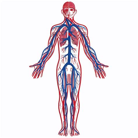 Vector Du Système Circulatoire Humain Vecteur Premium