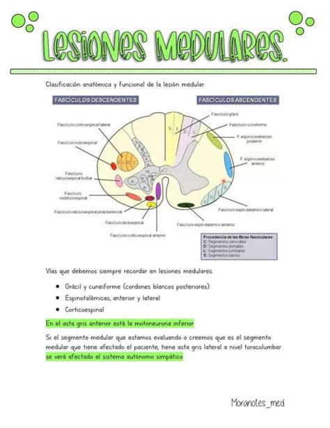 Lesiones Medulares Moranotes Med Udocz
