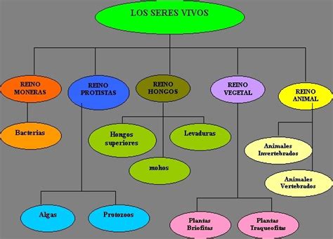 Clasificacin De Los Seres Vivos Taxonomia