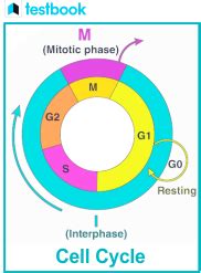Cell Cycle Definition Phases Mitosis And Importance