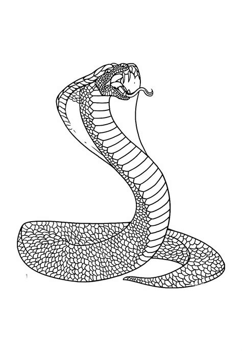 Desenhos Da Cobra Naja Para Colorir Bora Colorir