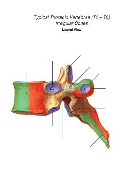 Diagram Of Typical Thoracic Vertebrae T T Lateral View Quizlet