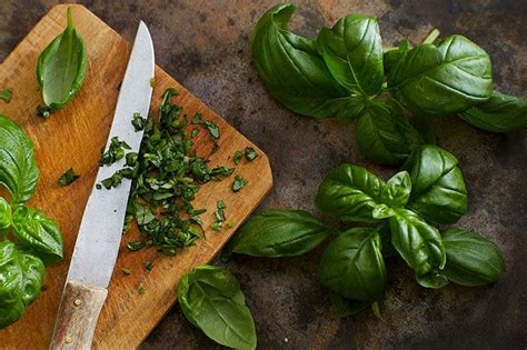 L astuce pour faire pousser du basilic à l infini et l avoir toute l