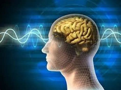 Neurologie Partie Introduction La D Finition Du Syst Me Nerveux
