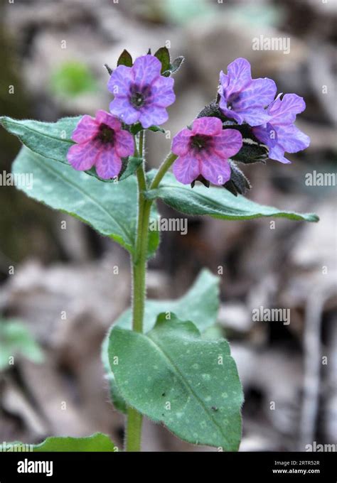 Early Spring Plant Lungwort Pulmonaria Obscura Blooms In The Wild