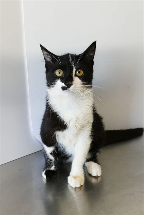 APAGI Kador CHAT Européen à la robe Noir et blanc