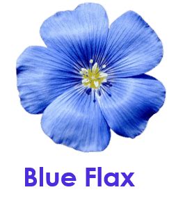 Blue Flowers Names With Pictures Flower Names Engdic