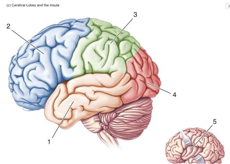 NEUR170 Chapter 7 Neuroanatomy Diagram Quizlet