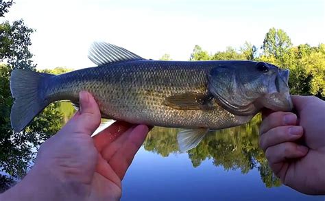 Bass Fishing With Texas Rig Soft Plastic Craws And Worms Realistic