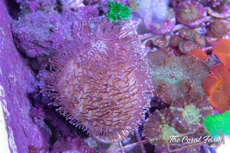 Top Corals For Beginner Reefkeepers Aquacultured Corals