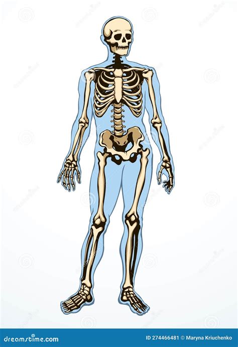 Esqueleto Humano Dibujo Esquem Tico Vectorial Stock De Ilustraci N
