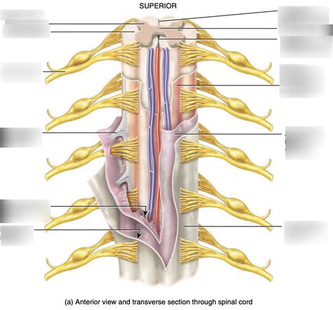 Gross Anatomy Of The Spinal Cord Diagram Quizlet