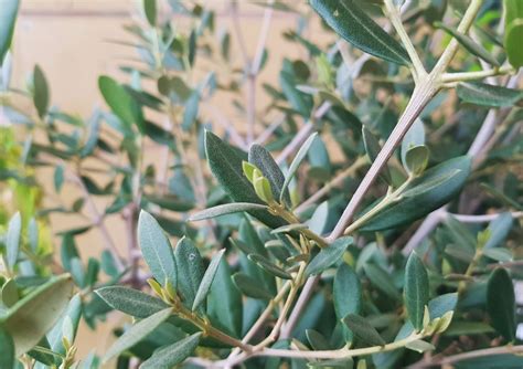 Ölbaum Olivenbaum Pflanzen Pflege Überwintern Das Grüne Archiv