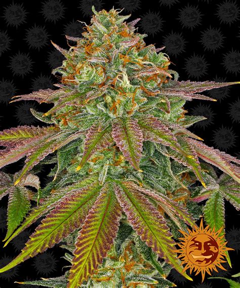 WEDDING CAKE Strain Cannabis Seeds BARNEYS FARM