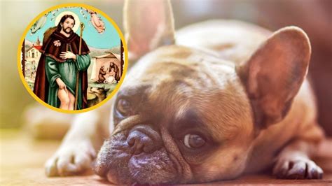 Oraci N Poderosa Al Santo San Roque Para Pedir Por Los Perros Enfermos