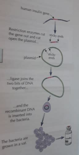 Biology Topic Ecology Flashcards Quizlet