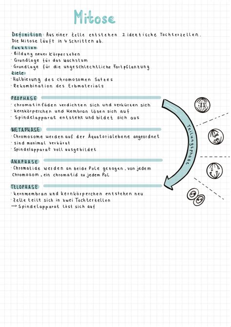 Mitose Karteikarten Lernen Anatomie Lernen Lernen Tipps Schule