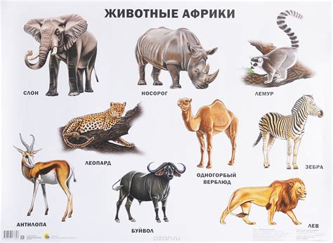 Дикие Животные Африки Картинки Для Детей Фото Картинки