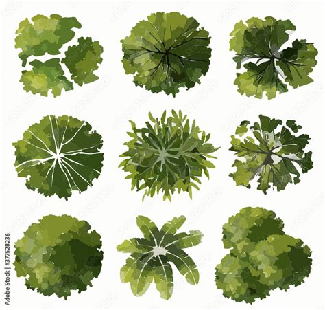 Collection Of Green Trees Top View For Landscape Plan And Architecture