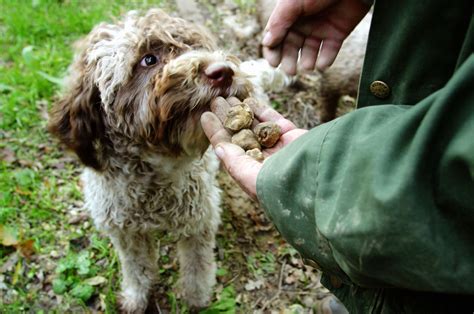 Cani Da Tartufo Abruzzo Map