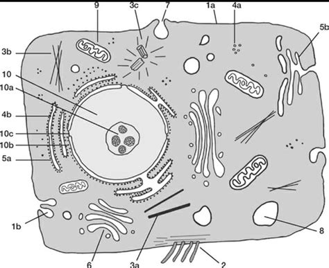 Cell Structure And Function Flashcards Quizlet
