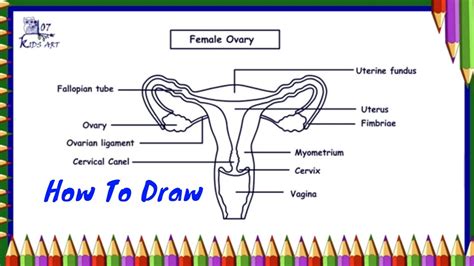 How To Draw Female Reproductive System Uterus Drawing Drawing