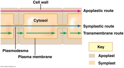 Chapter Resource Acquisition And Transport In Vascular Plant