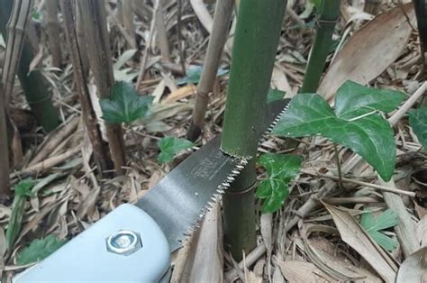Cómo Cortar Bambú Para Sembrar De Bambú