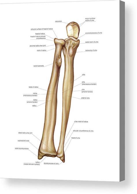 Bones Of Forearm Acrylic Print By Asklepios Medical Atlas