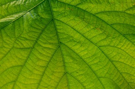 Fotos gratis árbol naturaleza rama luz de sol verde botánica